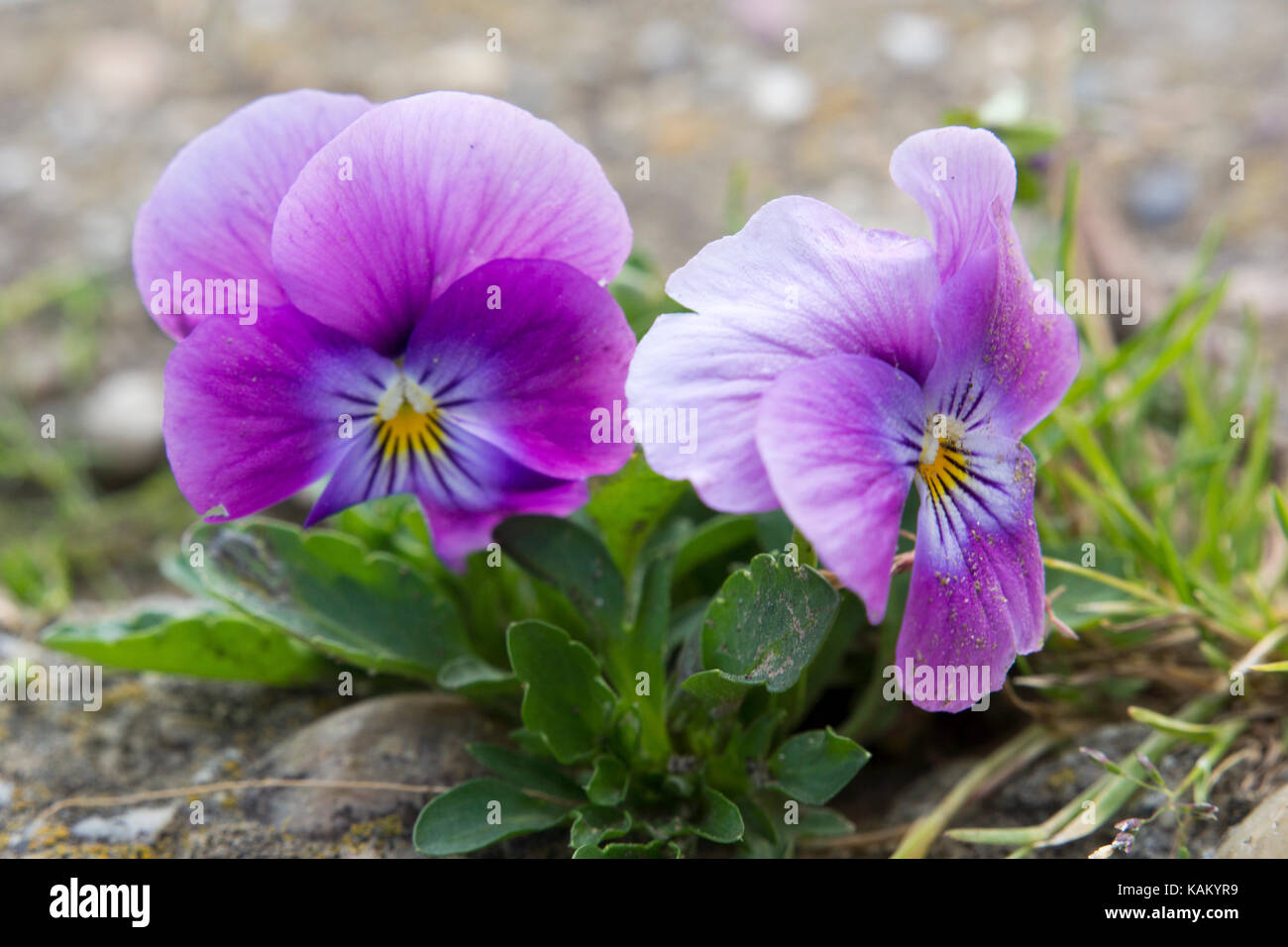 Fragile bloom hi-res stock photography and images - Alamy