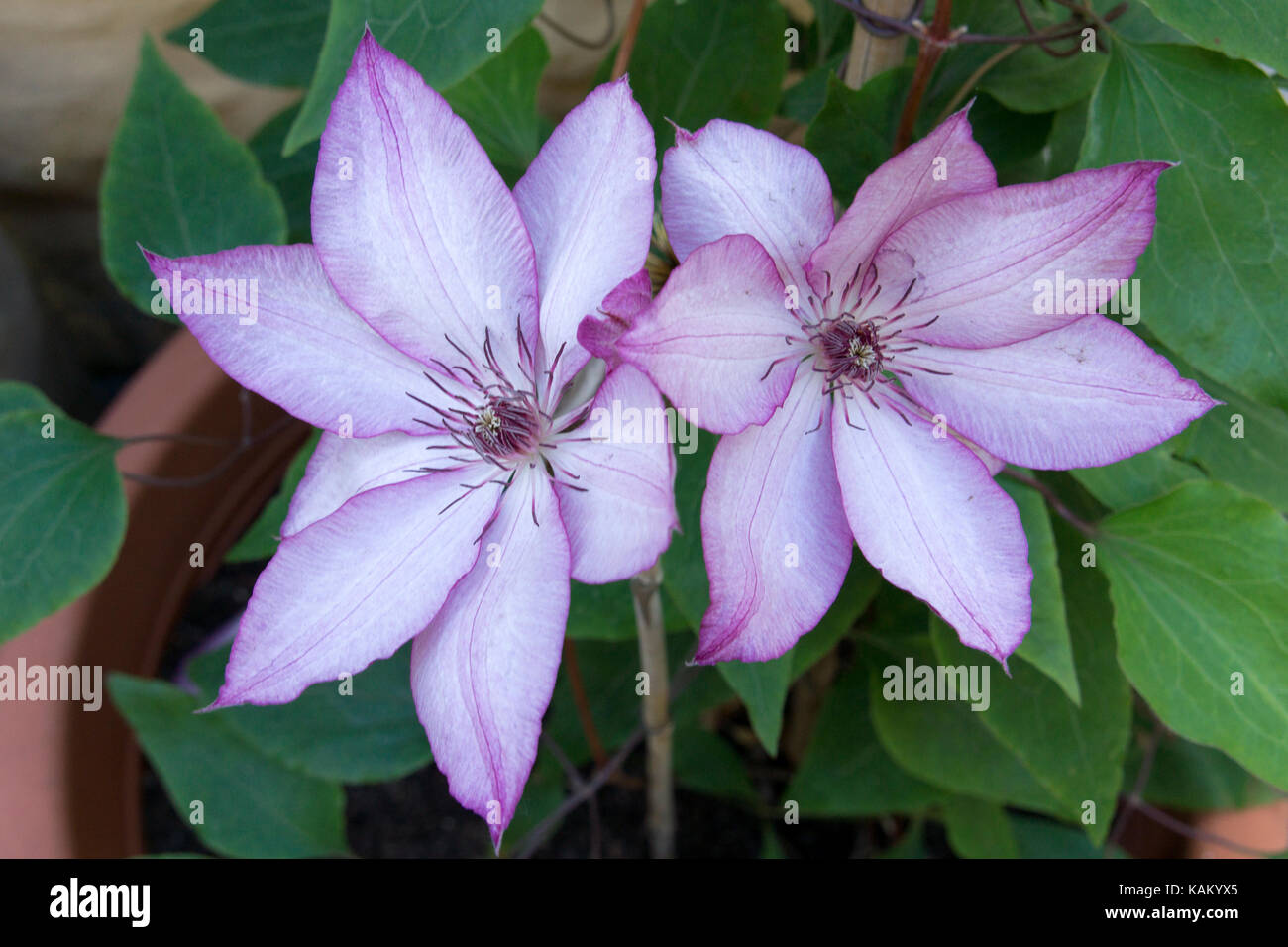 Clematis Omoshiro High Resolution Stock Photography and Images - Alamy