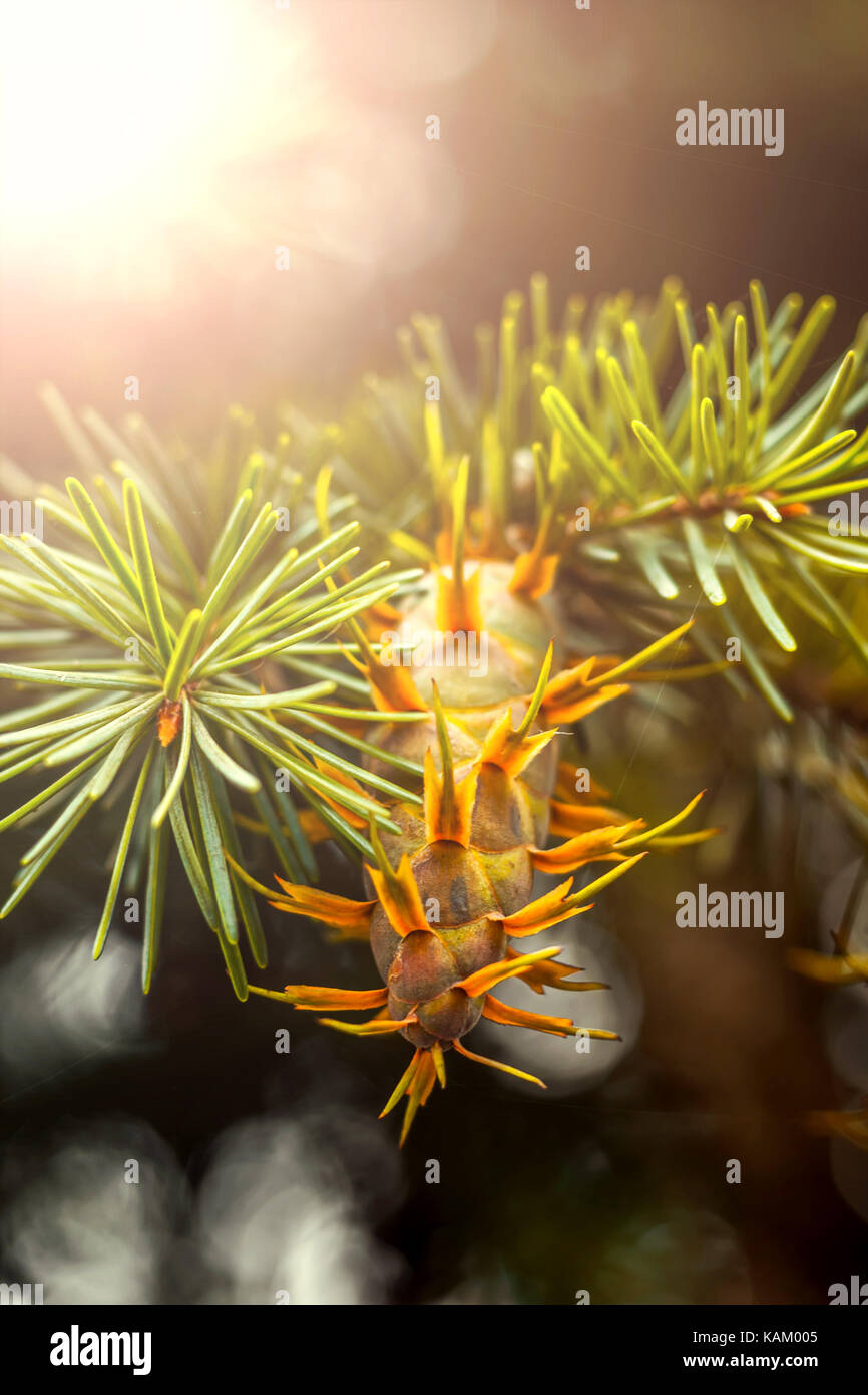 Douglas fir tree branch with cones on autumn. Closeup Stock Photo - Alamy