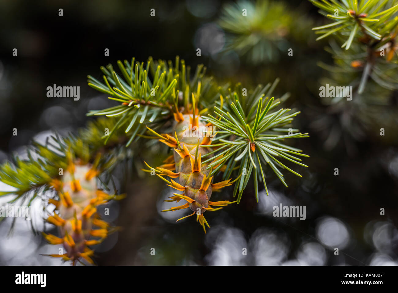 Douglas fir tree branch with cones on autumn. Closeup Stock Photo - Alamy