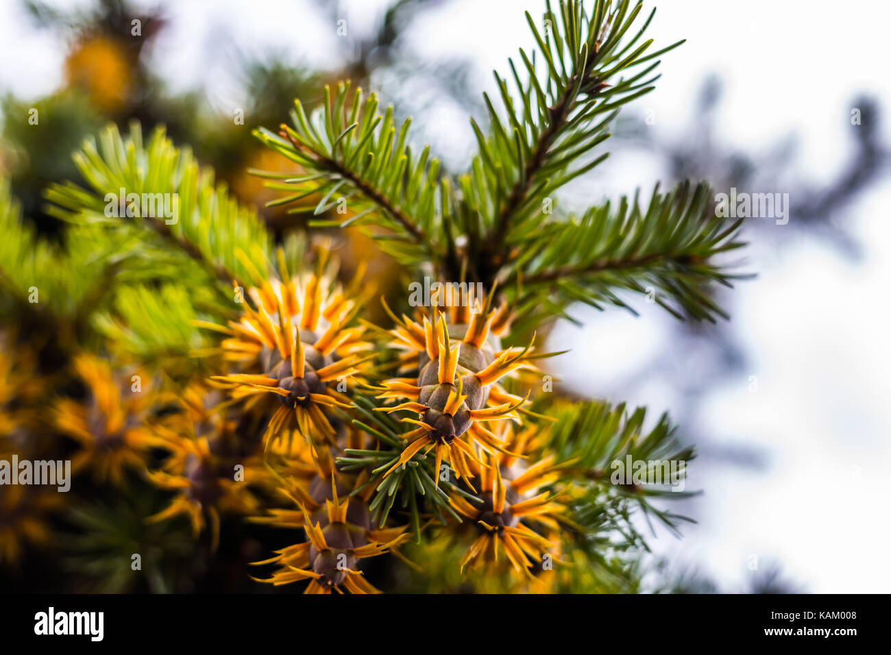 Douglas fir tree branch with cones on autumn. Closeup Stock Photo - Alamy