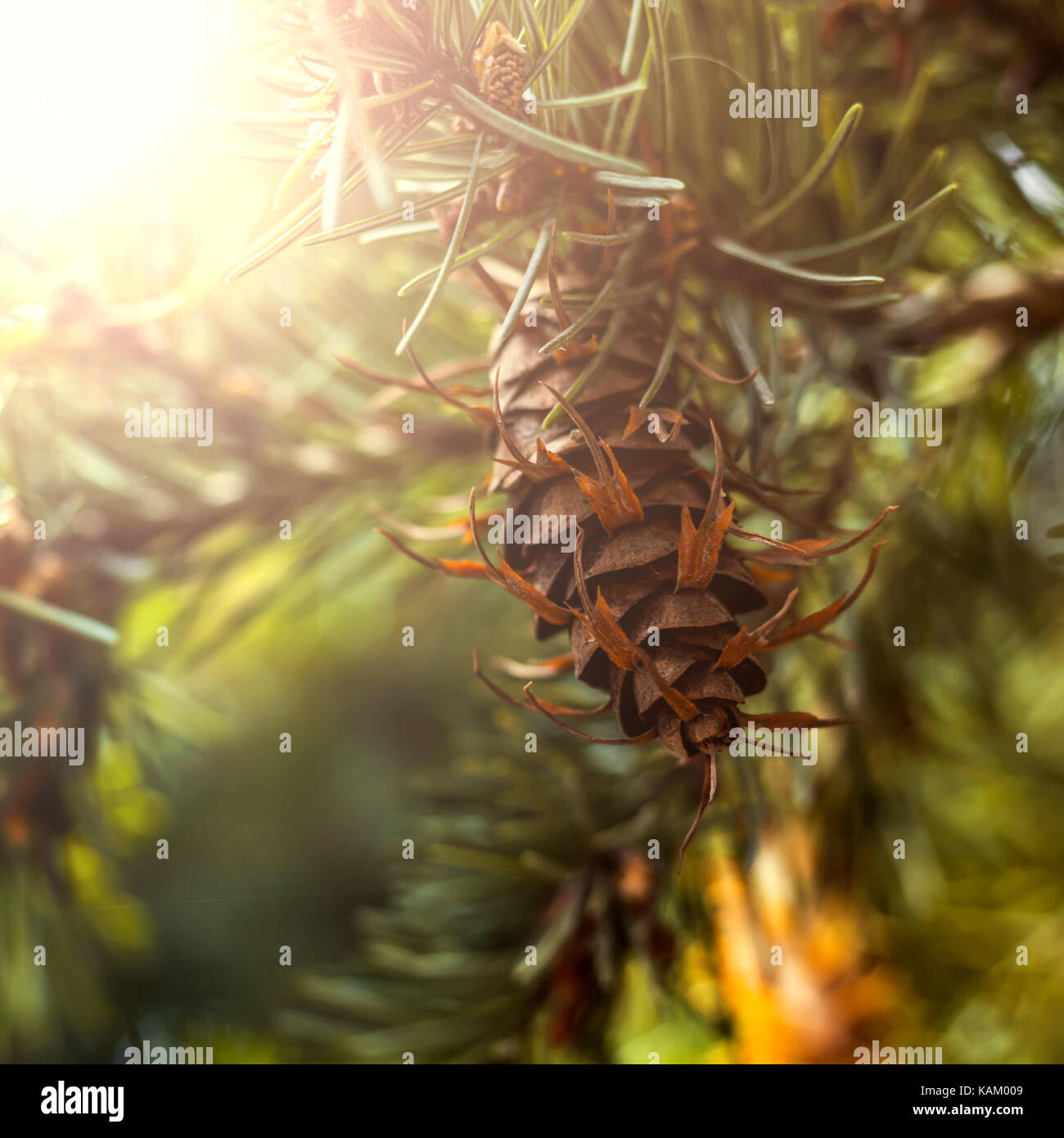 Douglas fir tree branch with cones on autumn. Closeup Stock Photo - Alamy