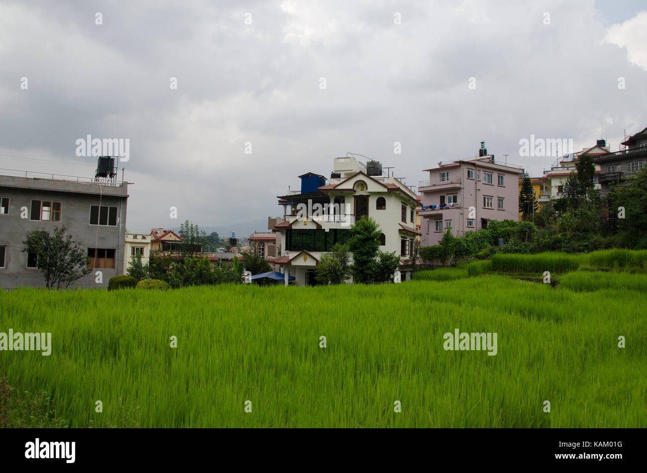Green rice field in Kathmandu, Nepal Stock Photo - Alamy