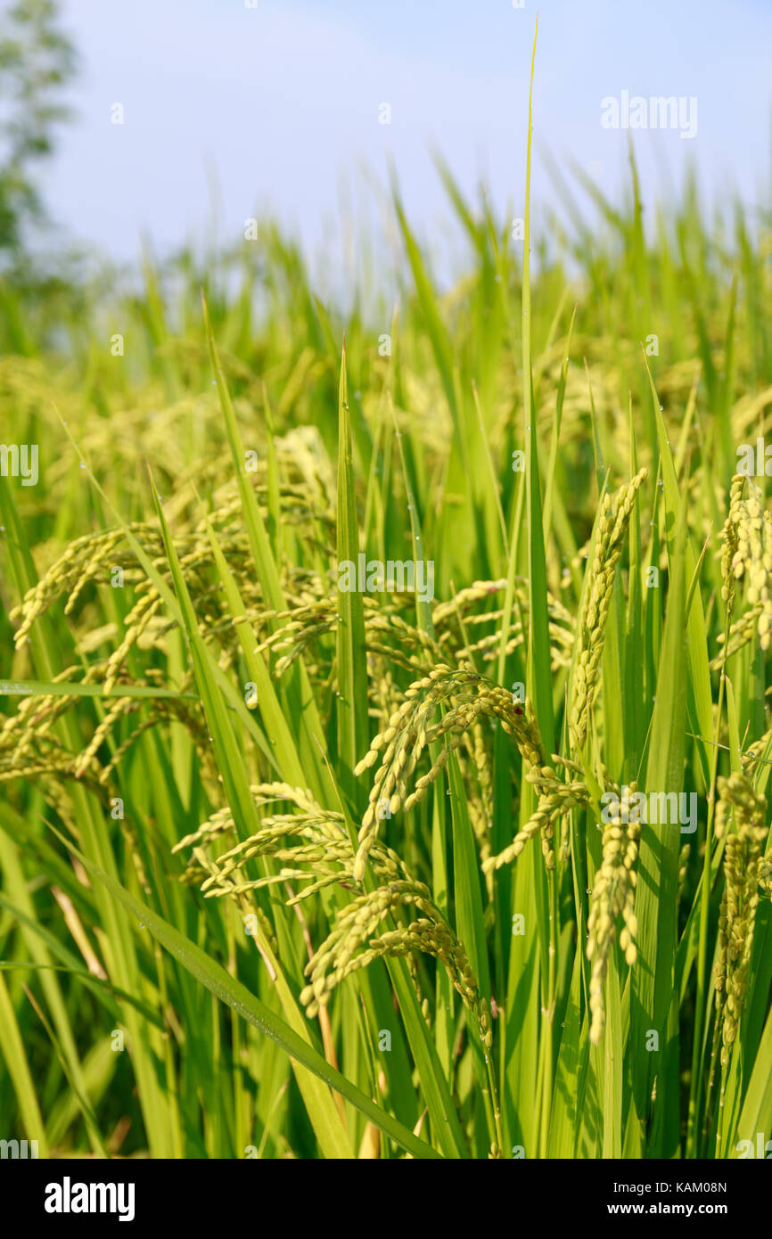 rice field in the morning Stock Photo - Alamy