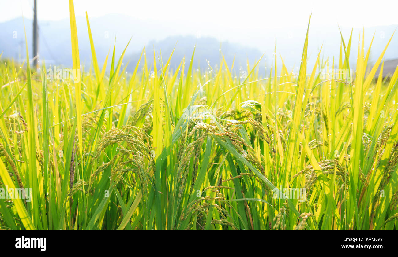 rice field in the morning Stock Photo - Alamy