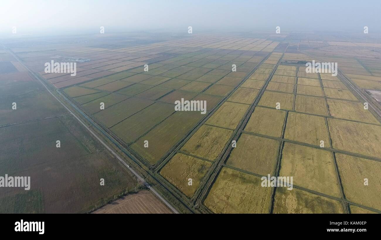 Growing rice on flooded fields. Ripe rice in the field, the beginning ...