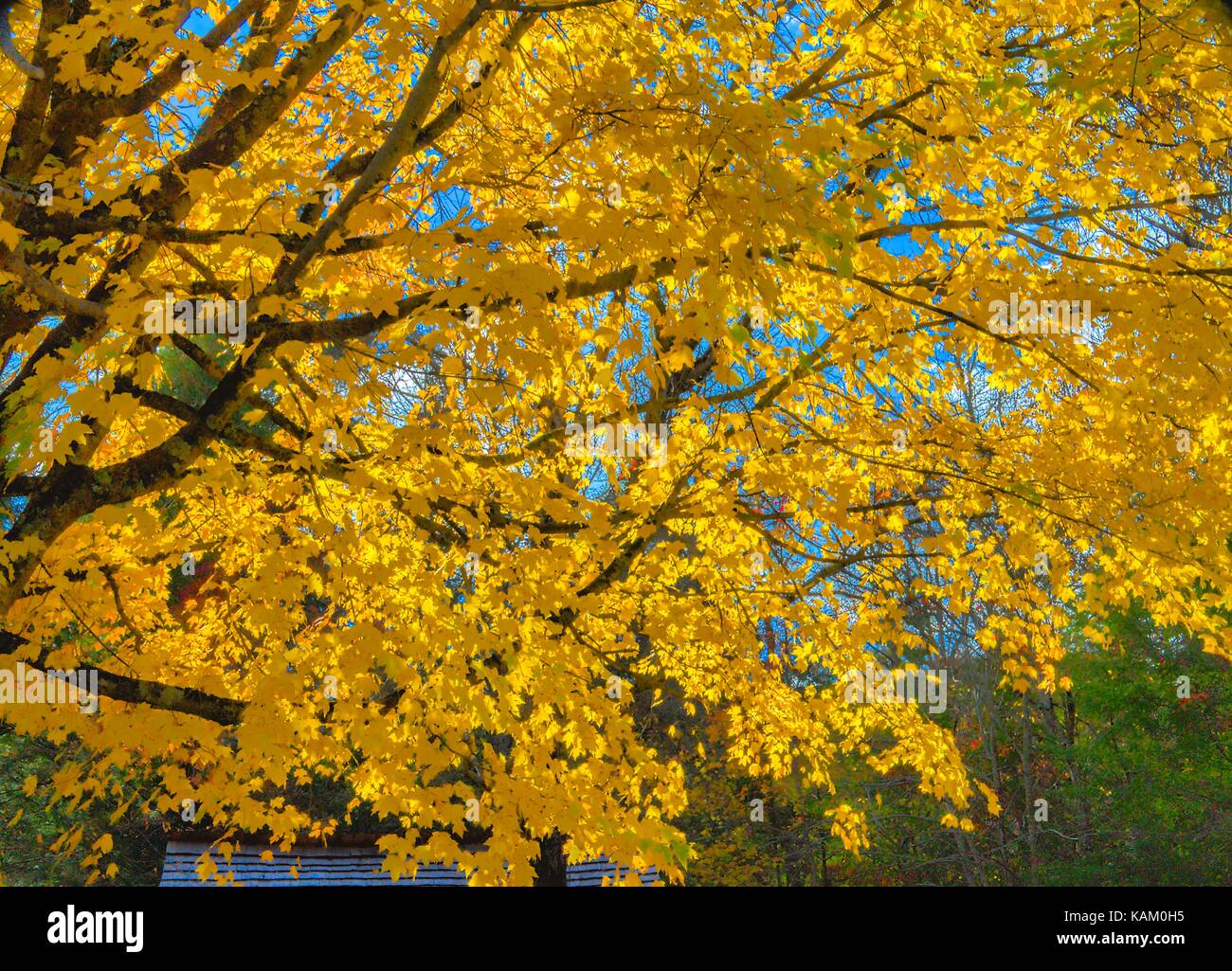 The yellow tree hi-res stock photography and images - Alamy