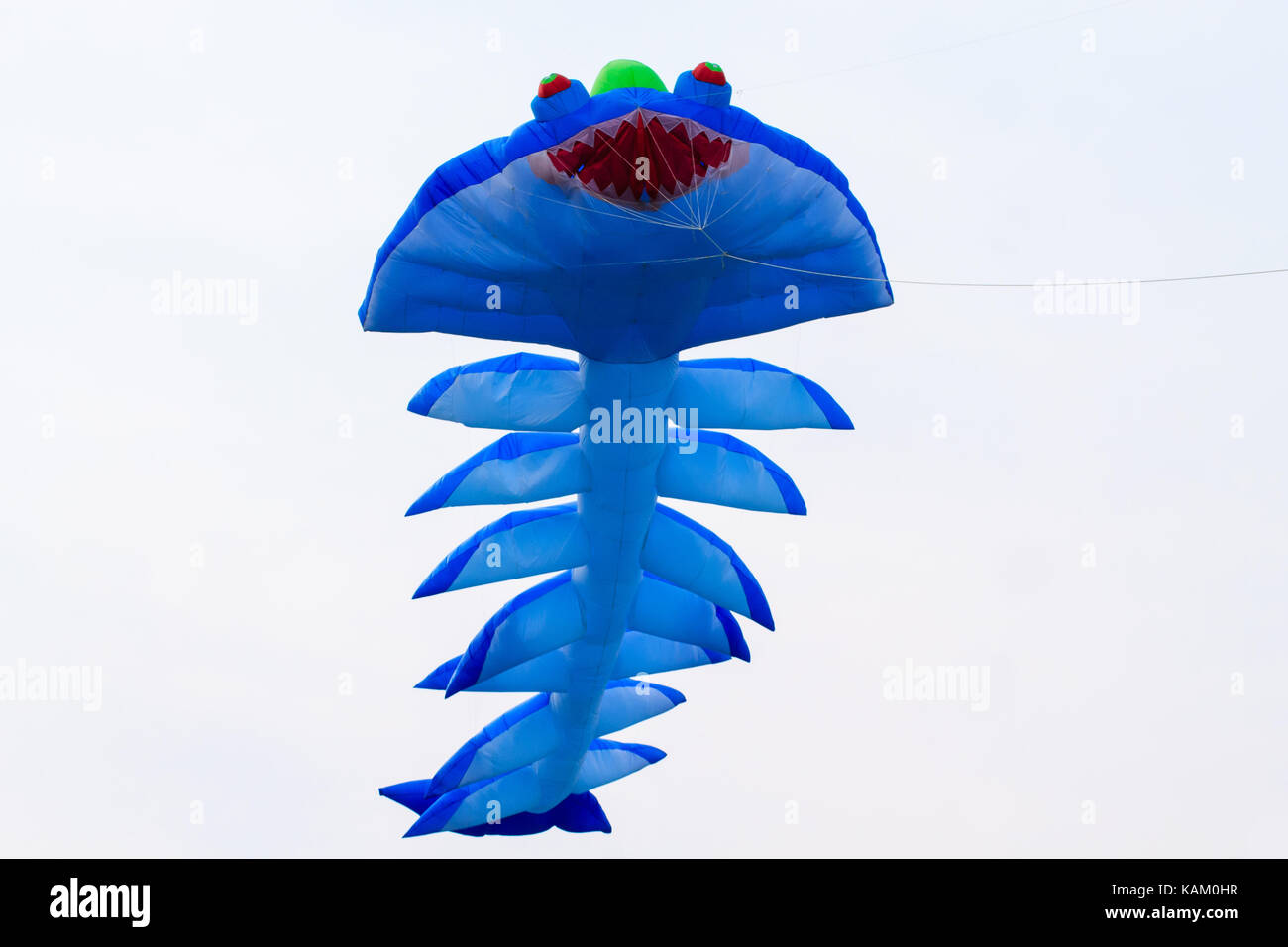 Blue kite that is flying. Blue fish kite Stock Photo - Alamy