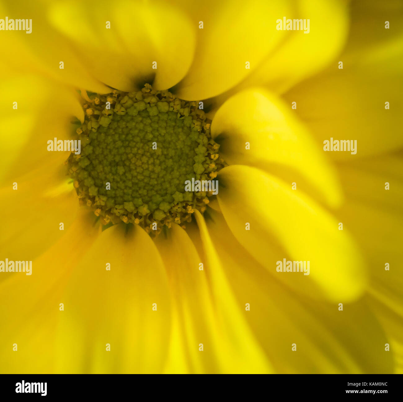 Diasy family hi-res stock photography and images - Alamy