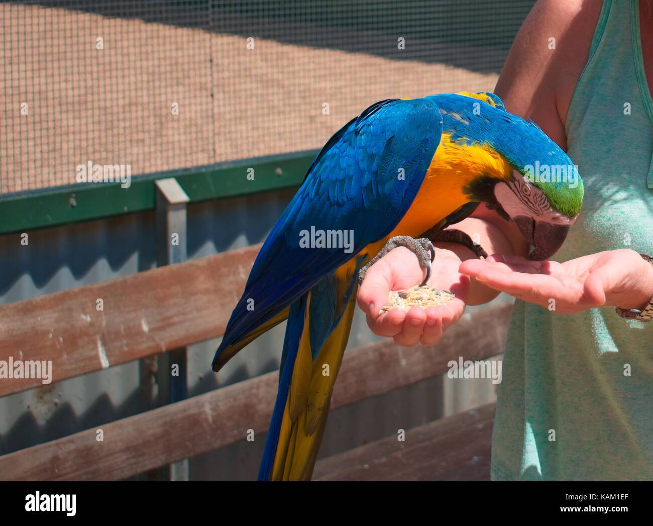 Hand feeding a blue and gold macaw Stock Photo - Alamy