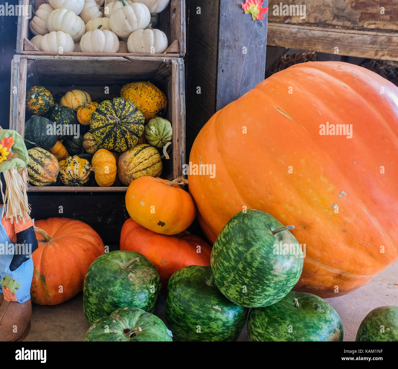 Large and small pumpkins Stock Photo - Alamy