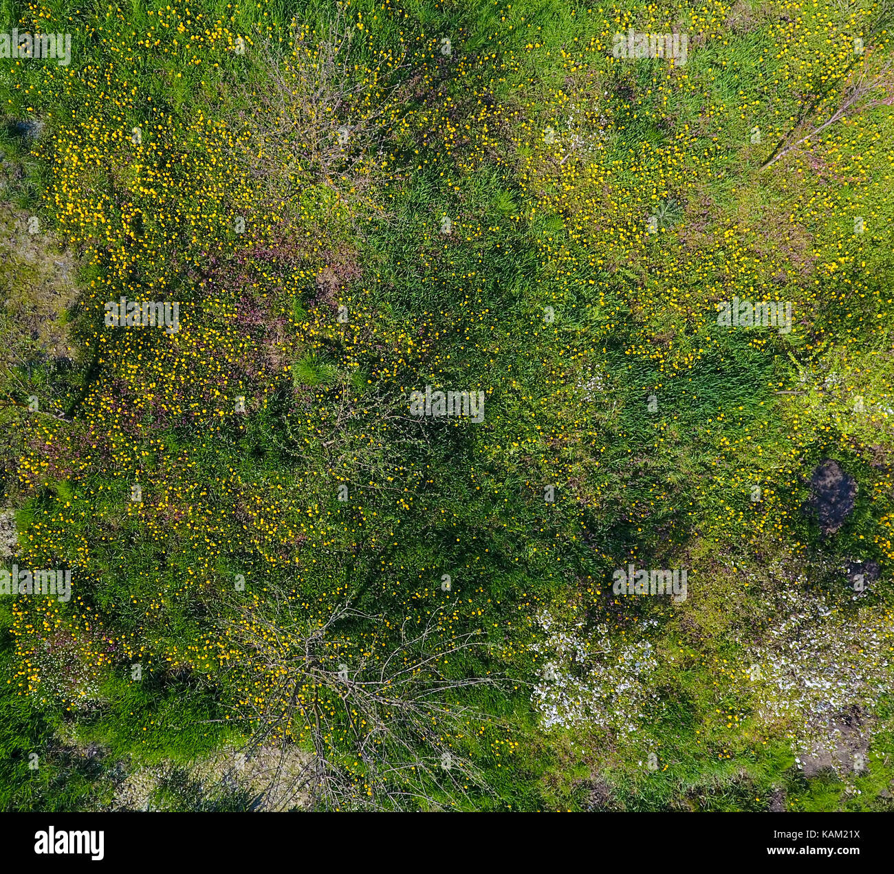 Top view of a flower clearing in the garden. Dandelions are yellow ...