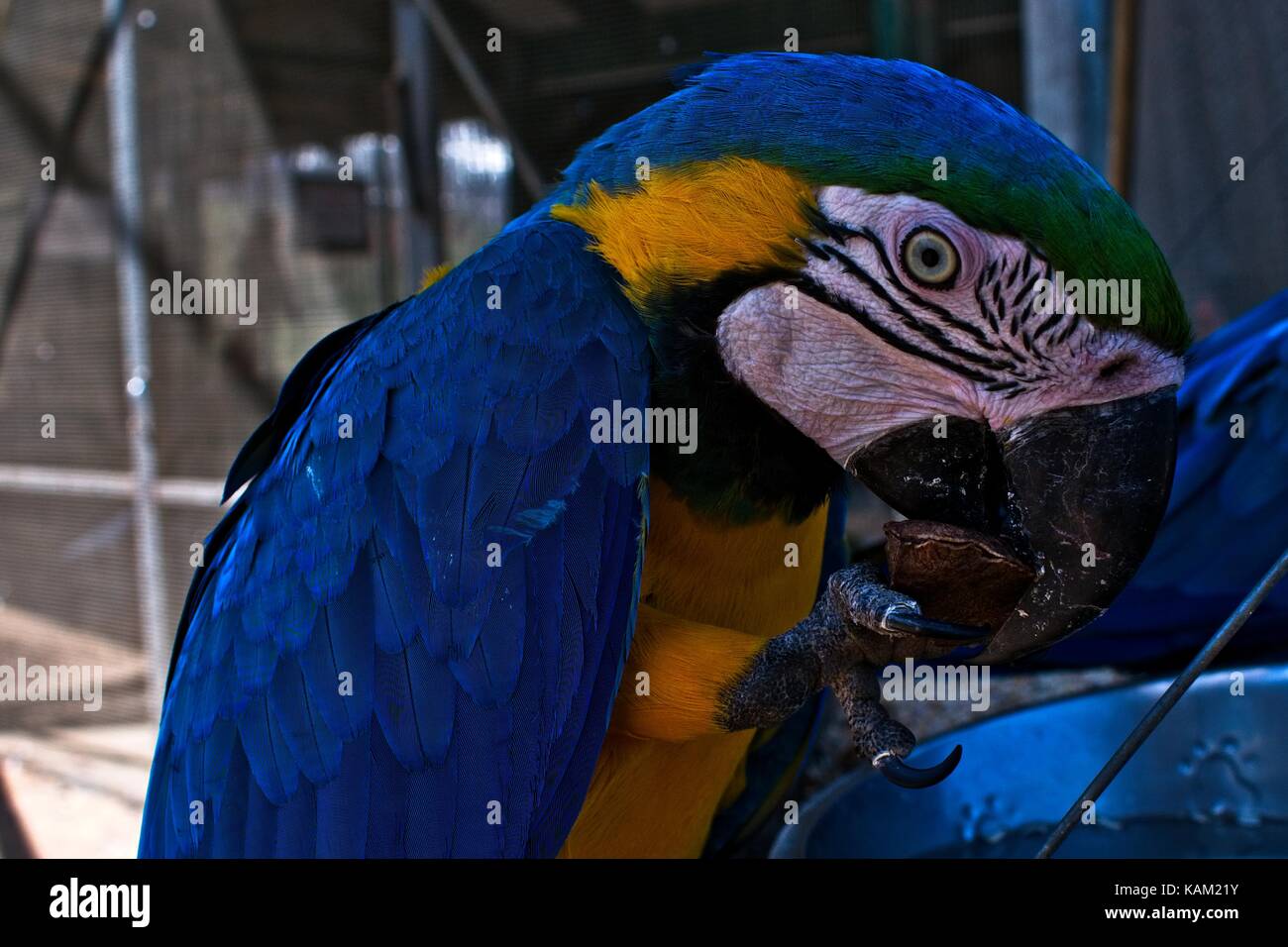 Aviary macaw hi-res stock photography and images - Alamy