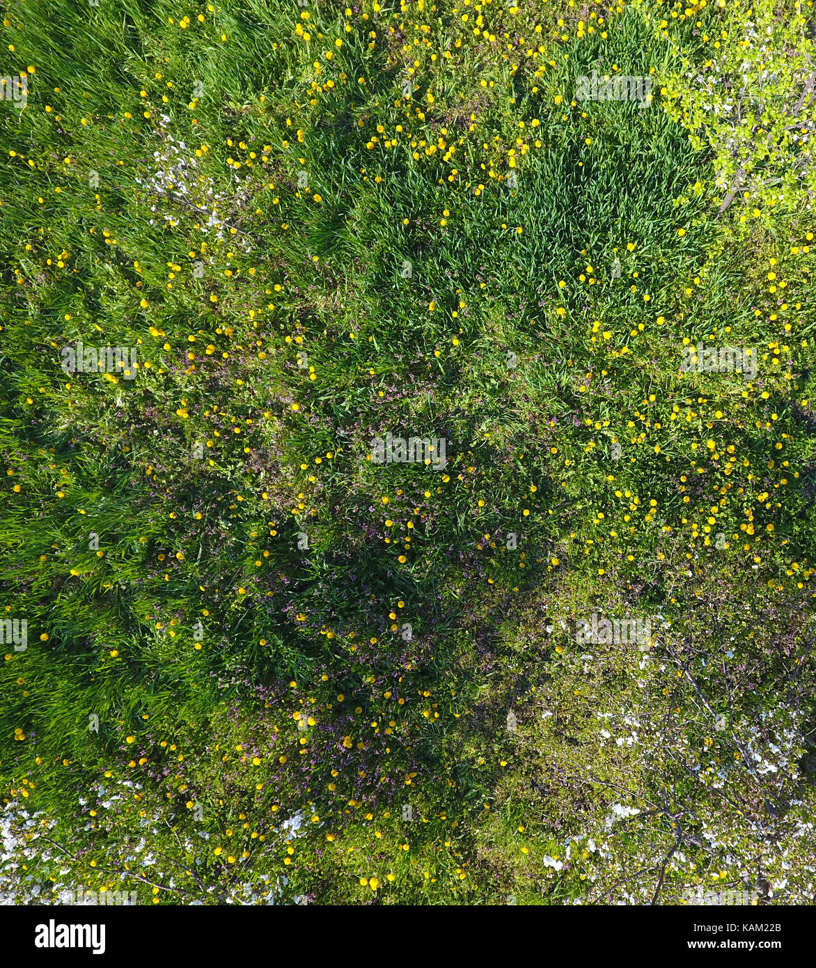 Top view of a flower clearing in the garden. Dandelions are yellow ...