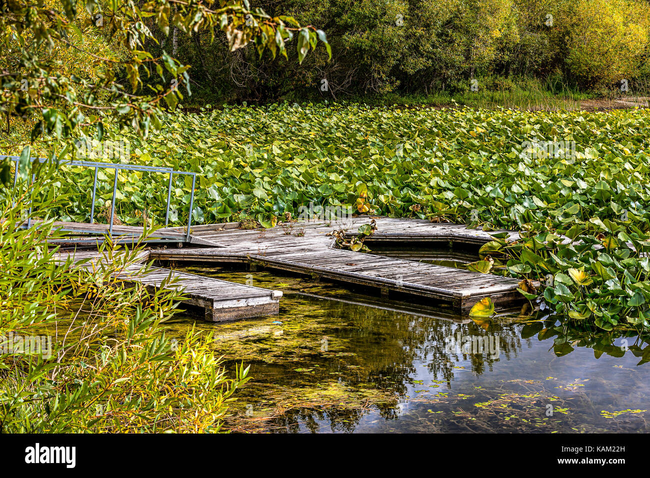 An old rundown dock surrounded by lilypads on Hauser Lake, in Idaho ...
