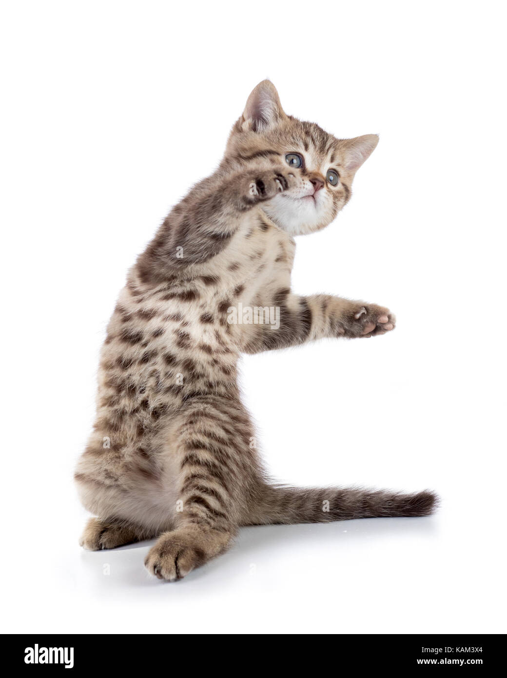 funny playful cat is standing Stock Photo - Alamy