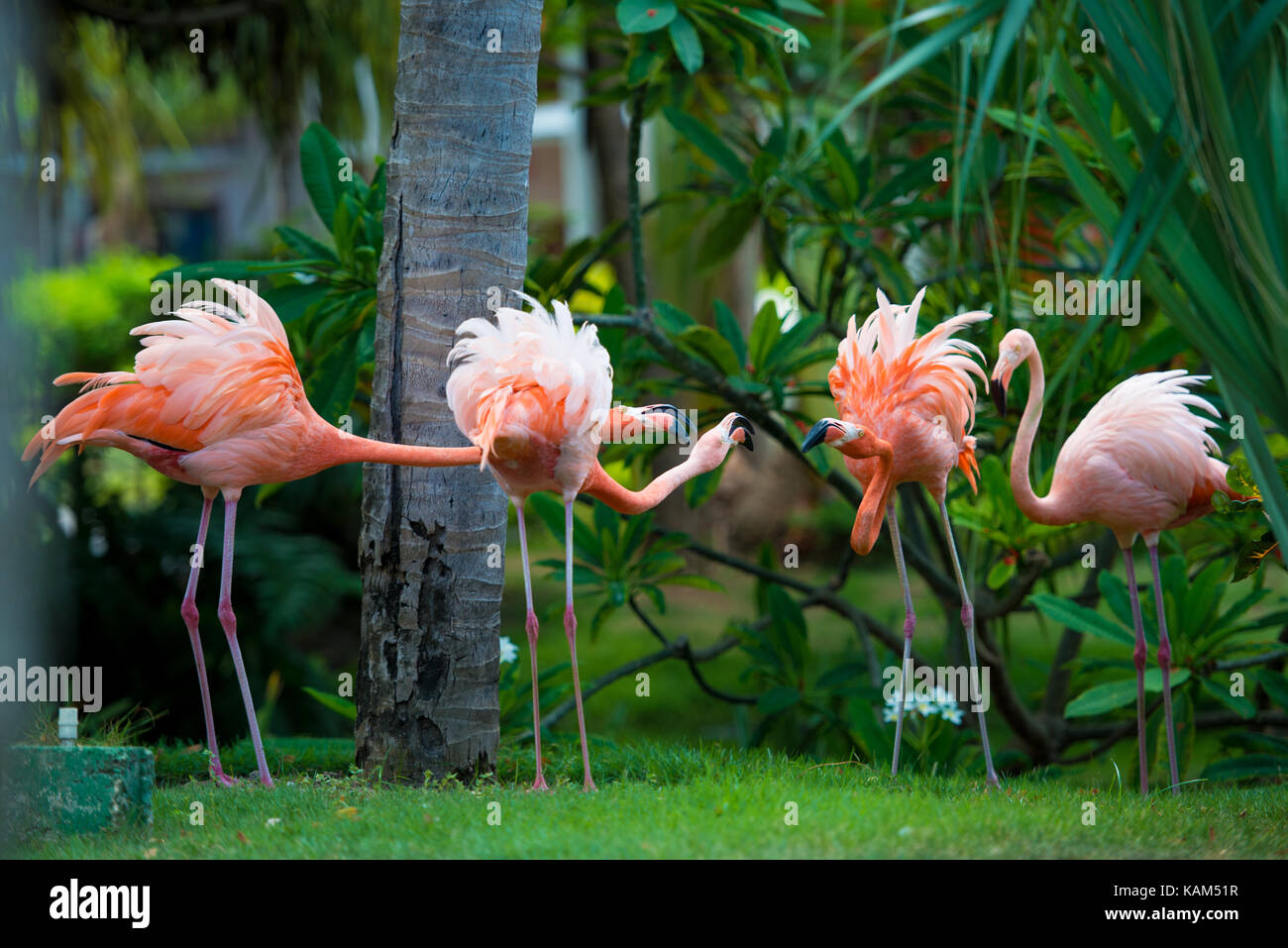 A pink Caribbean flamingo in the garden Stock Photo - Alamy