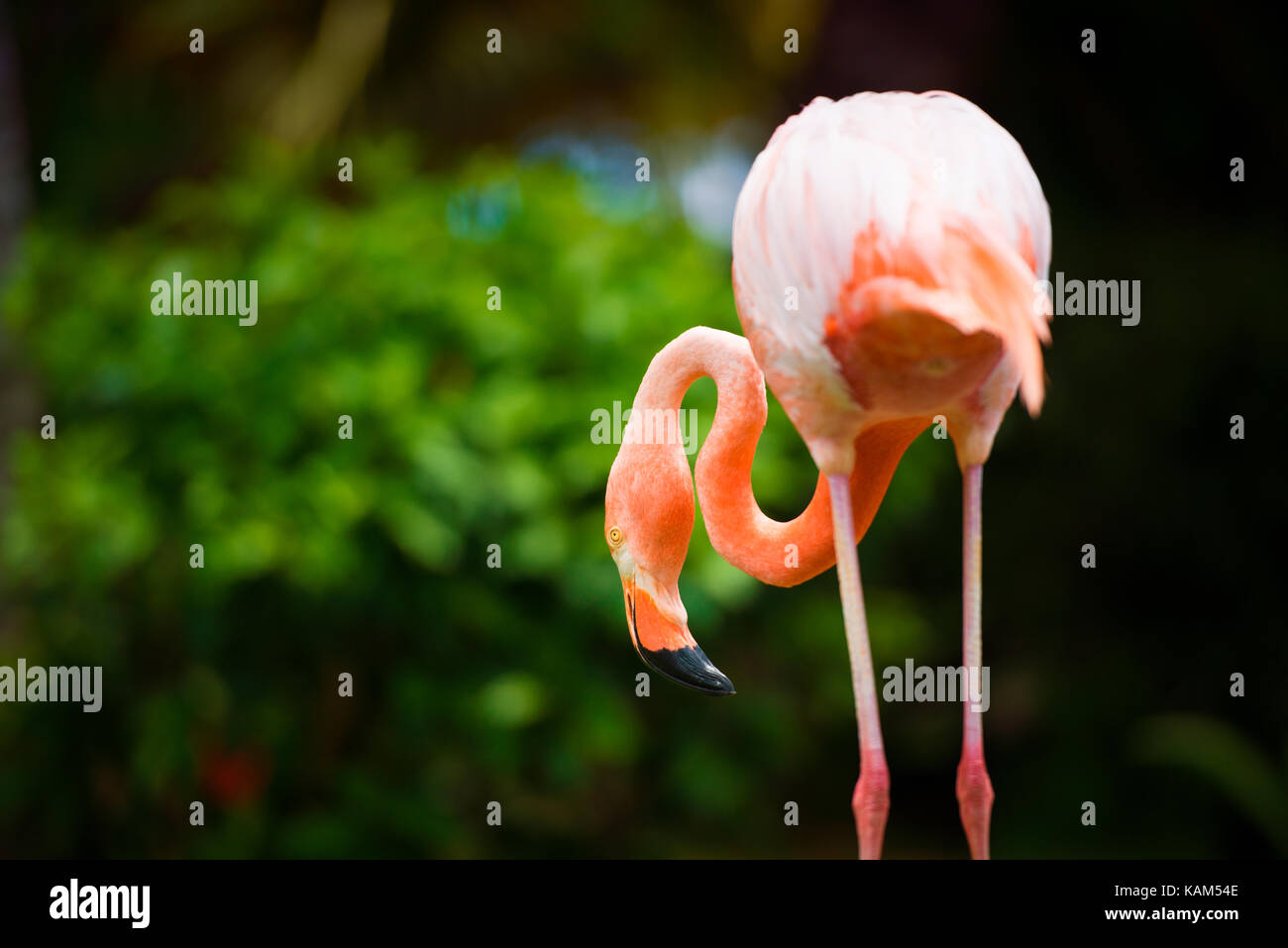 A pink Caribbean flamingo in the garden Stock Photo - Alamy