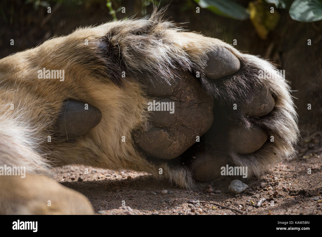 Paw pads hi-res stock photography and images - Alamy