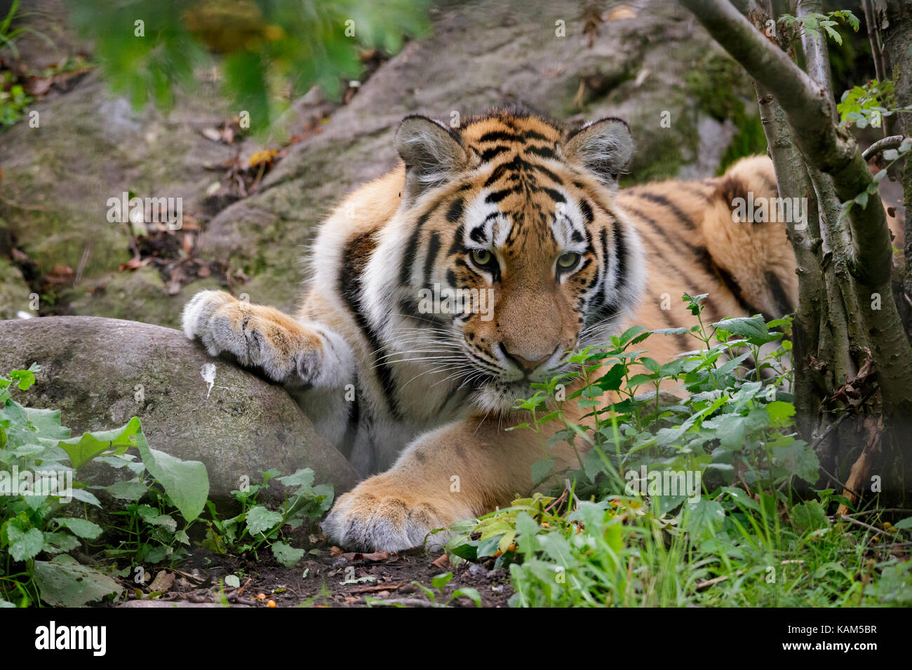 Siberian tiger portrait captive hi-res stock photography and images - Alamy