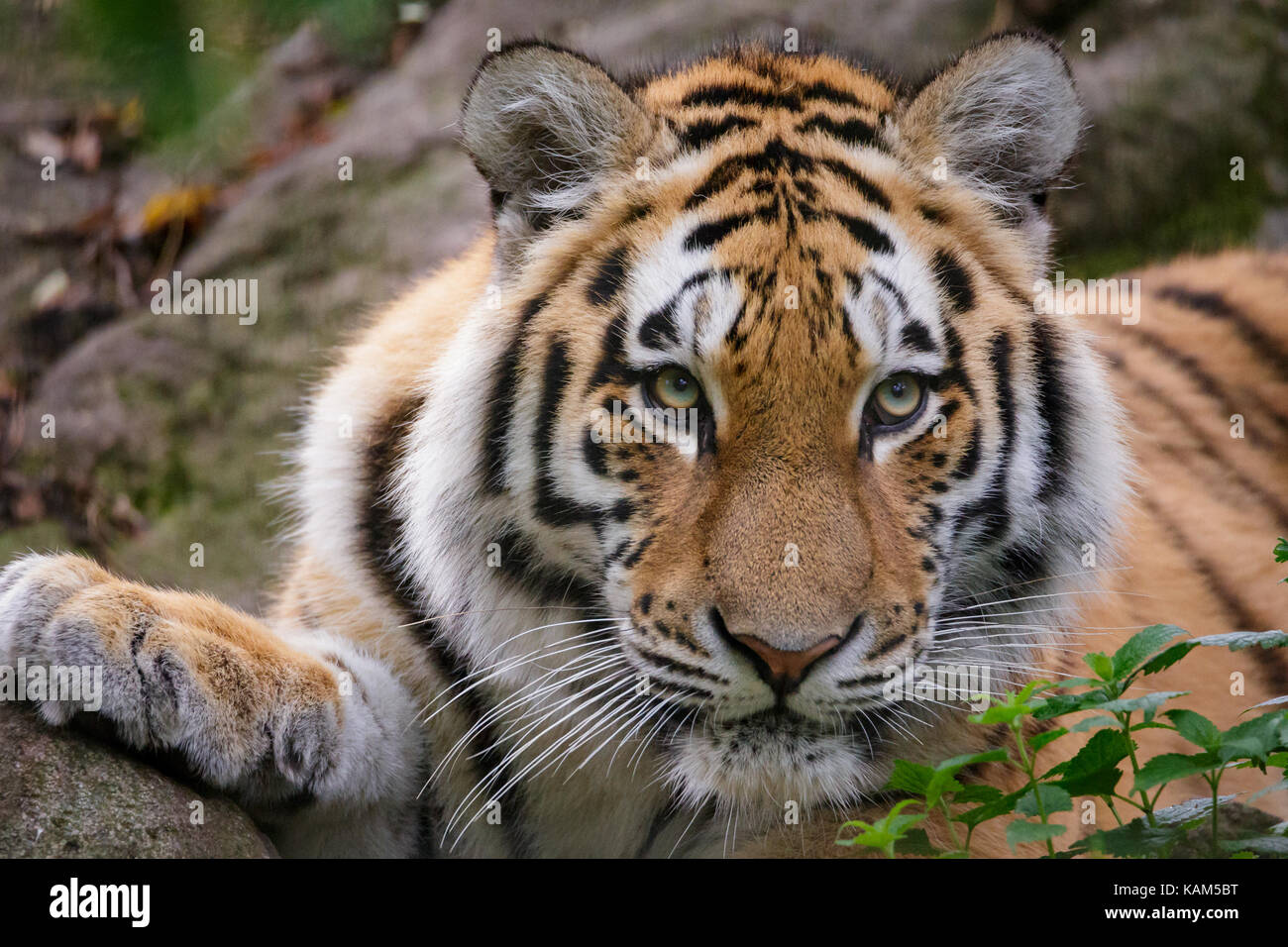Siberian tiger panthera tigris altaica Stock Photo - Alamy