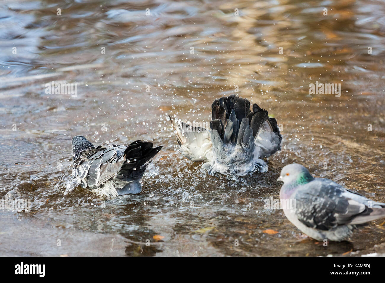 Pigeons birds bathing Stock Photo - Alamy