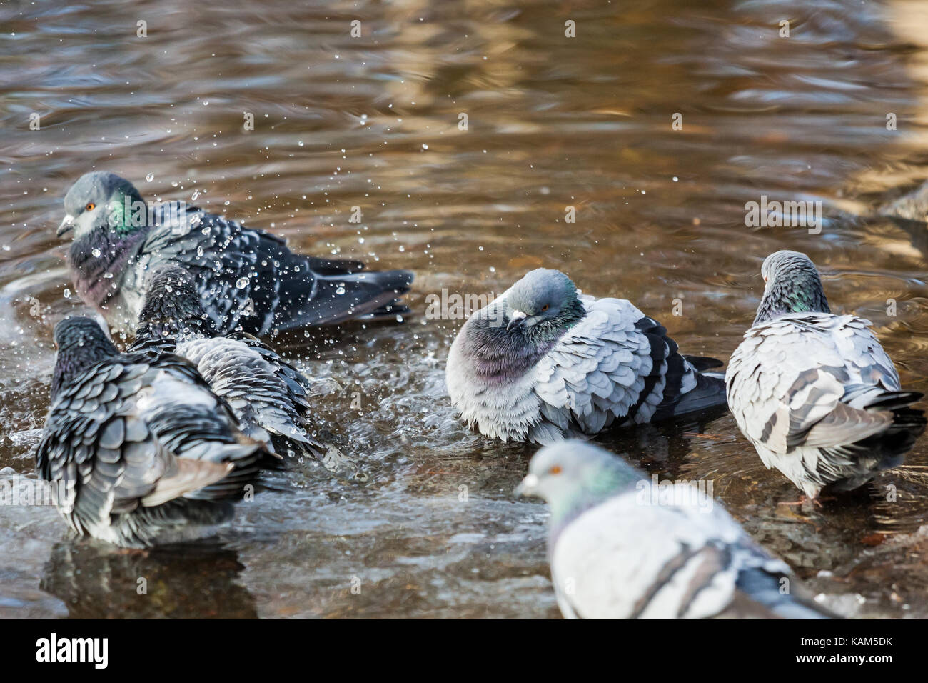 Pigeons birds bathing Stock Photo - Alamy