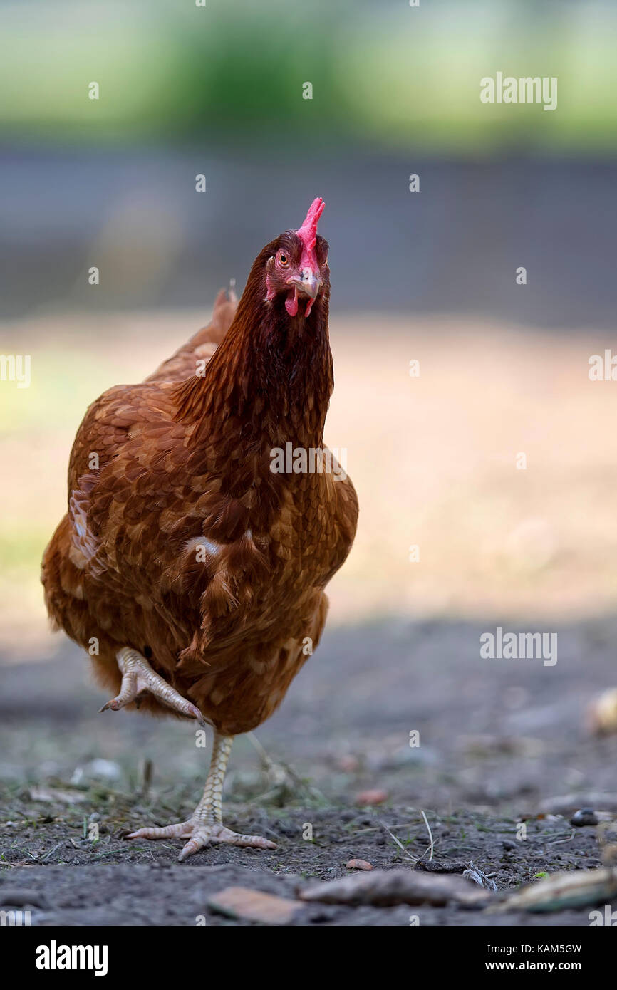 Hen in the run Stock Photo - Alamy