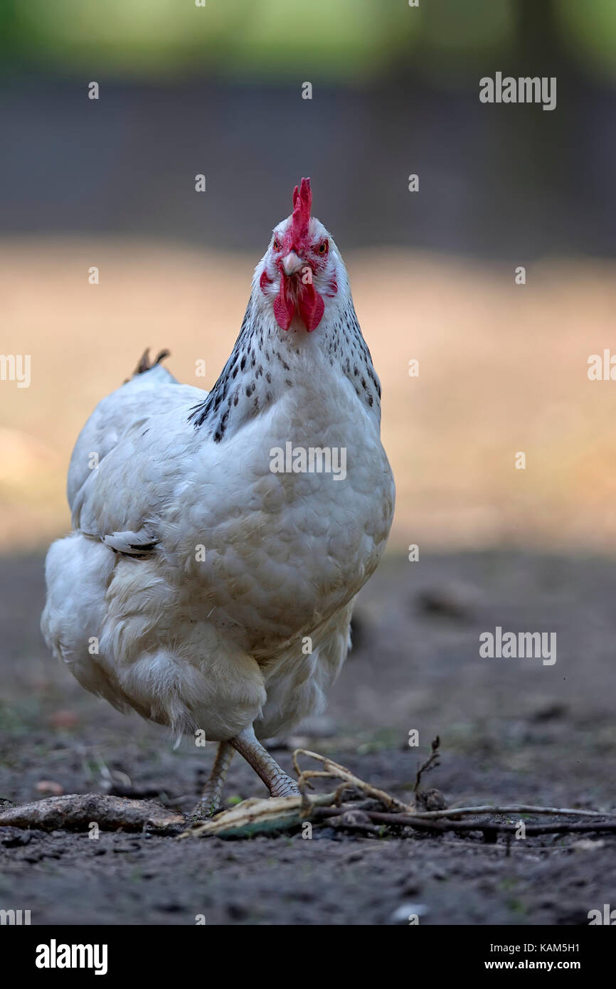Hen in the run Stock Photo - Alamy