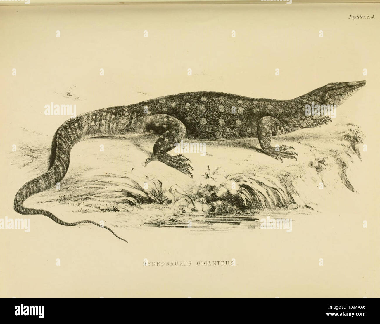 The zoology of the voyage of the H.M.S. Erebus and Terror (10327847335 ...