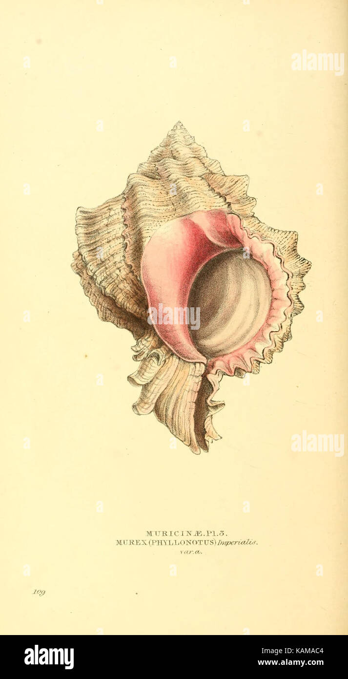 Zoological illustrations, or, Original figures and descriptions of new ...