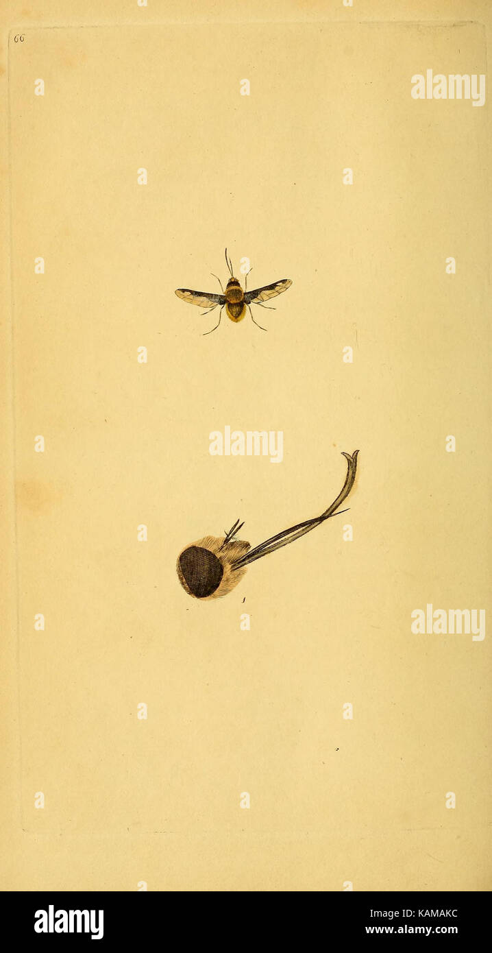 The natural history of British insects (10039007086 Stock Photo - Alamy