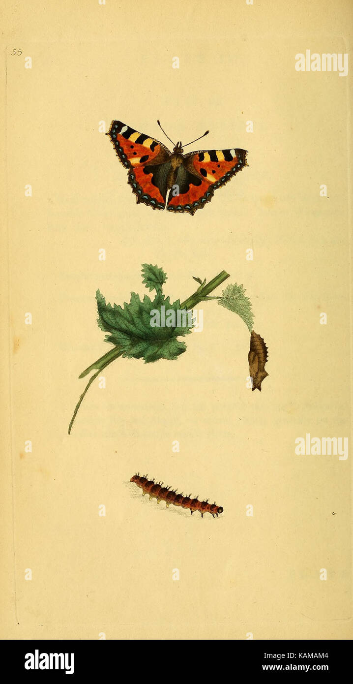 The natural history of British insects (10039032263 Stock Photo - Alamy