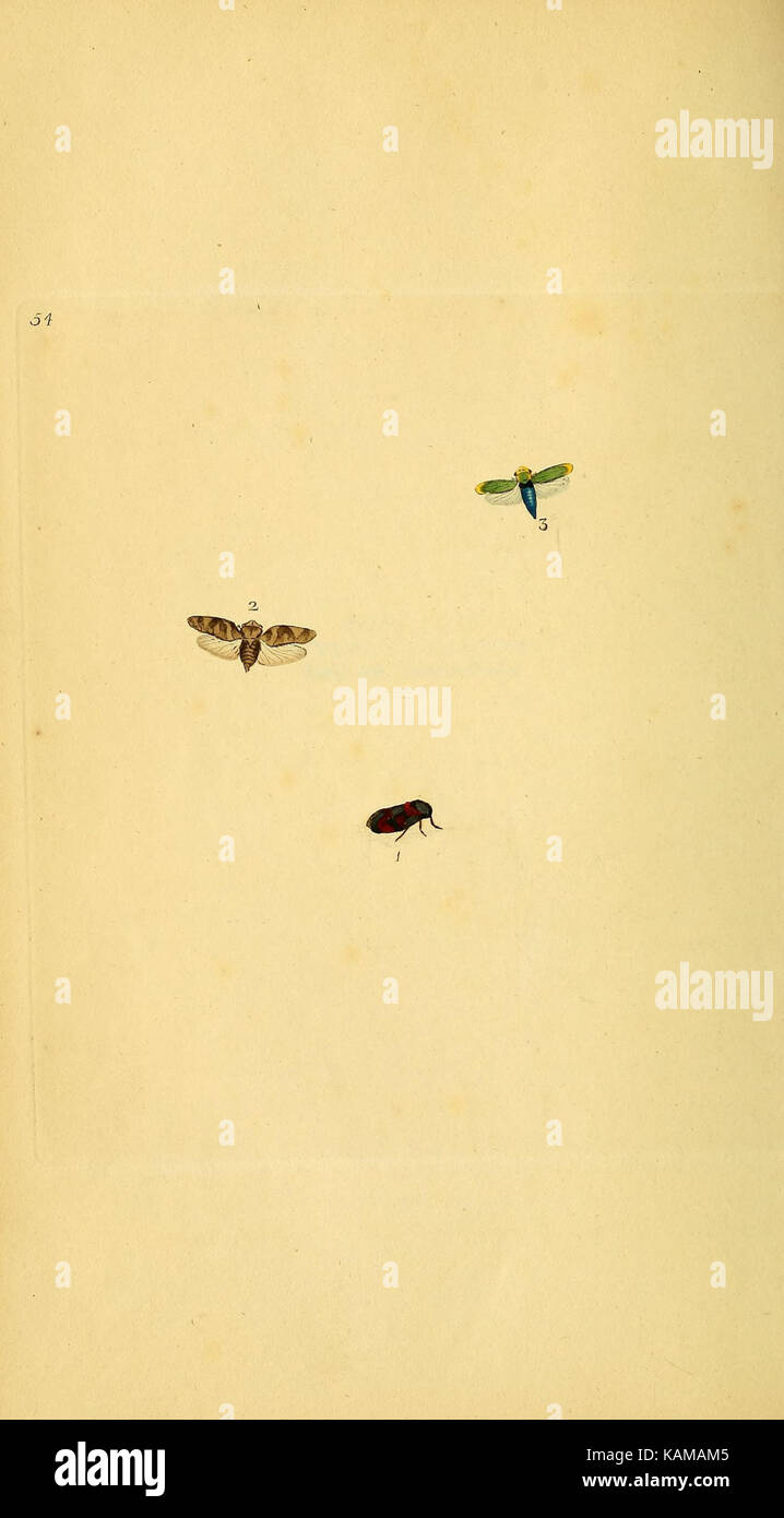 An illustration from 'The Natural History of British Insects ...