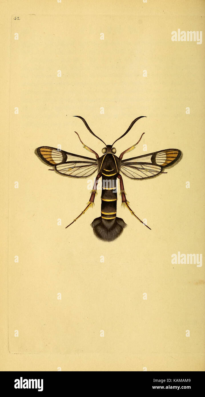 This illustration, featured in 'The Natural History of British Insects ...
