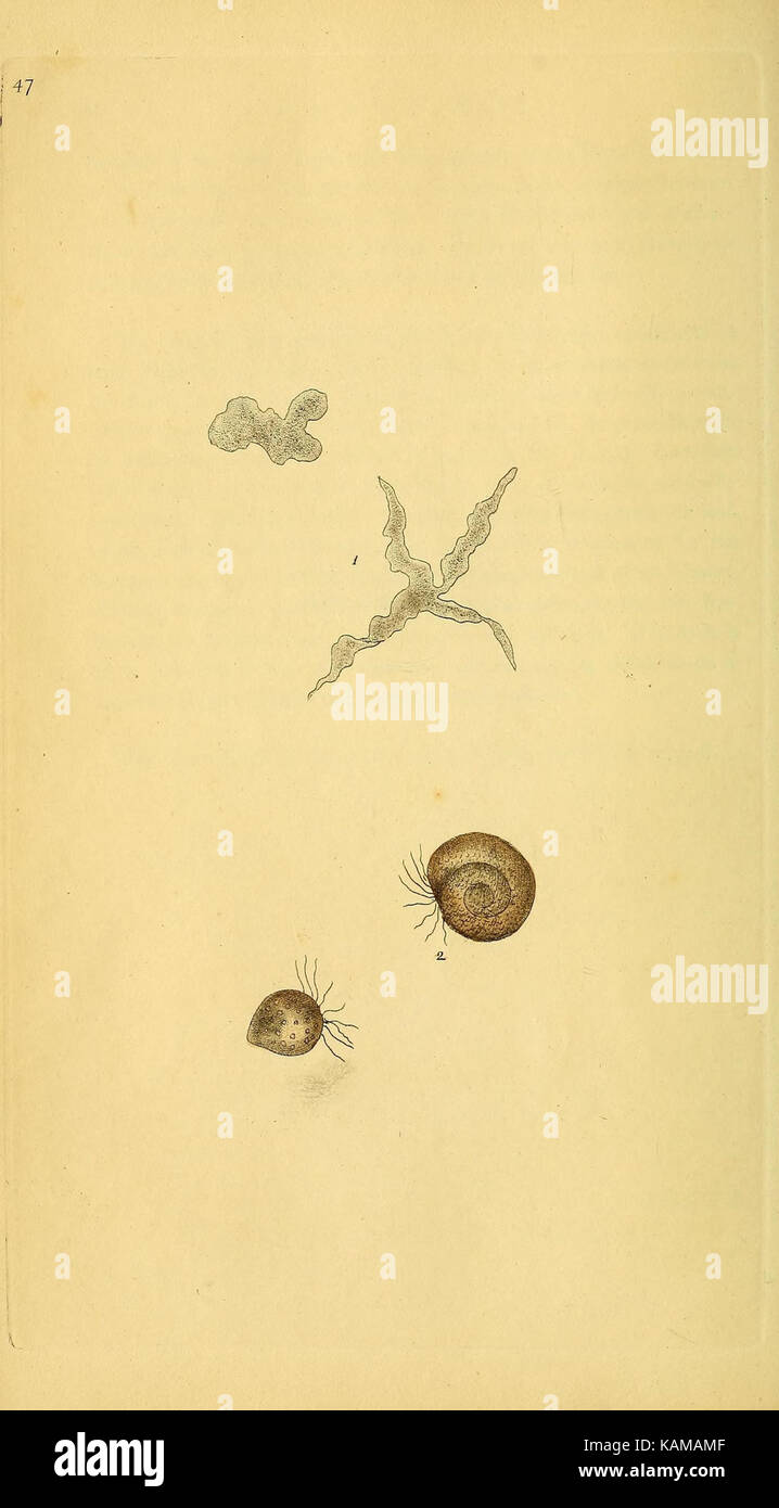 Ernst mayr library pictorial works insects hi-res stock photography and ...