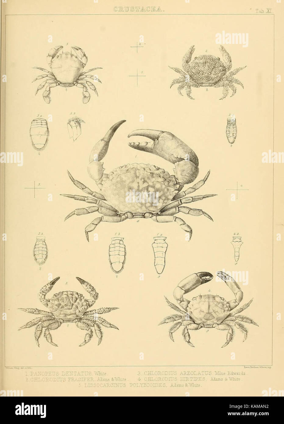 The Zoology of the voyage of H.M.S. Samarang, under the command of ...