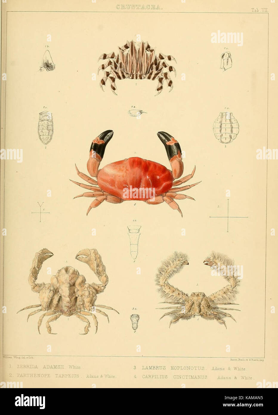 The Zoology of the voyage of H.M.S. Samarang, under the command of ...