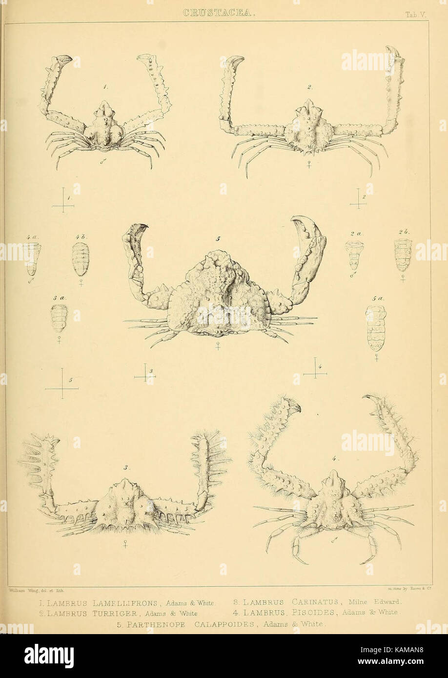 The Zoology of the voyage of H.M.S. Samarang, under the command of ...