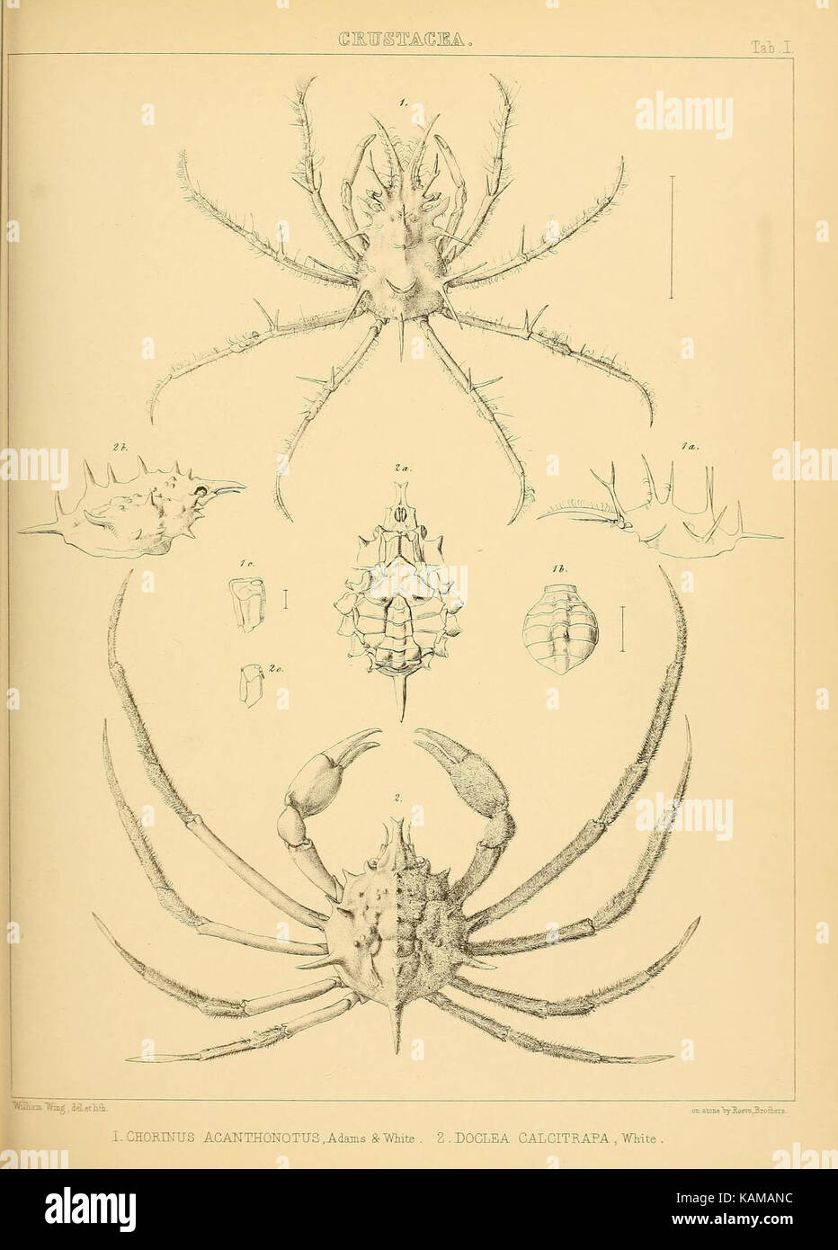 The Zoology of the voyage of H.M.S. Samarang, under the command of ...