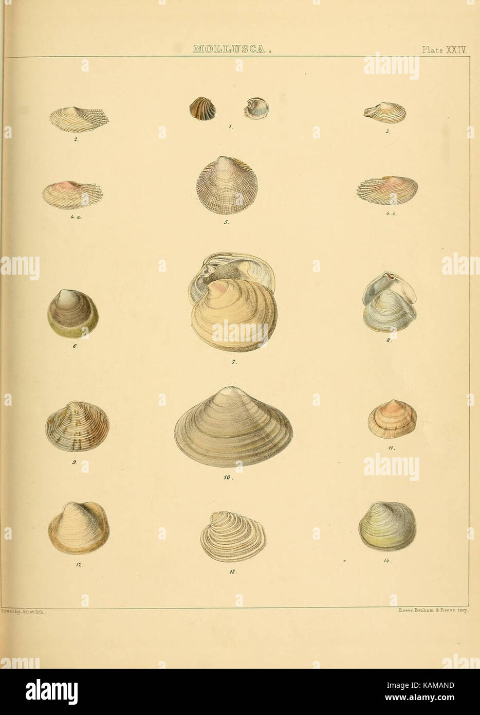The Zoology of the voyage of H.M.S. Samarang, under the command of ...