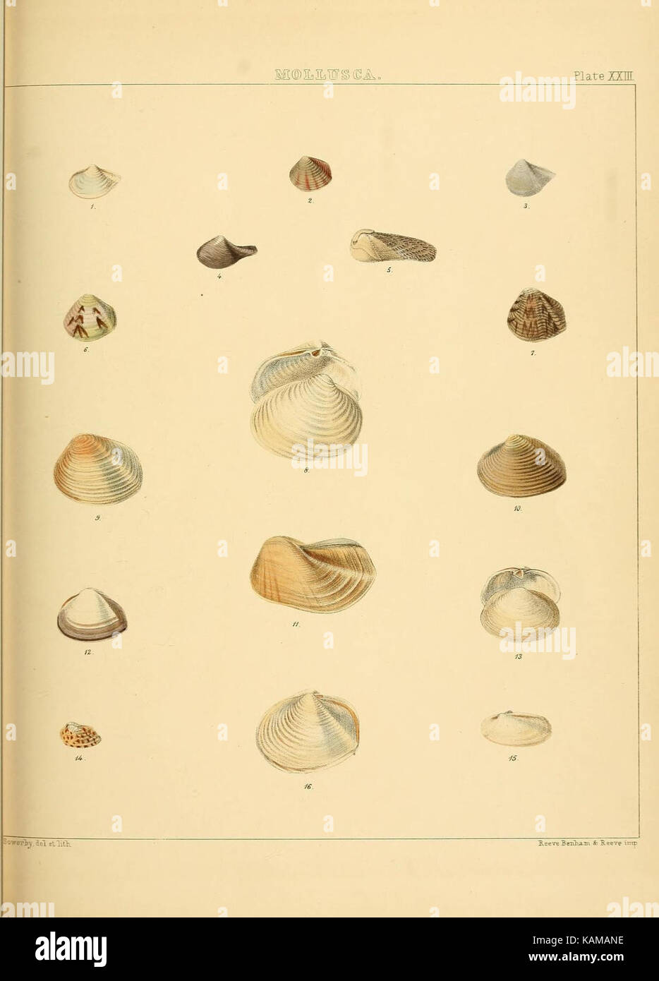 The Zoology of the voyage of H.M.S. Samarang, under the command of ...