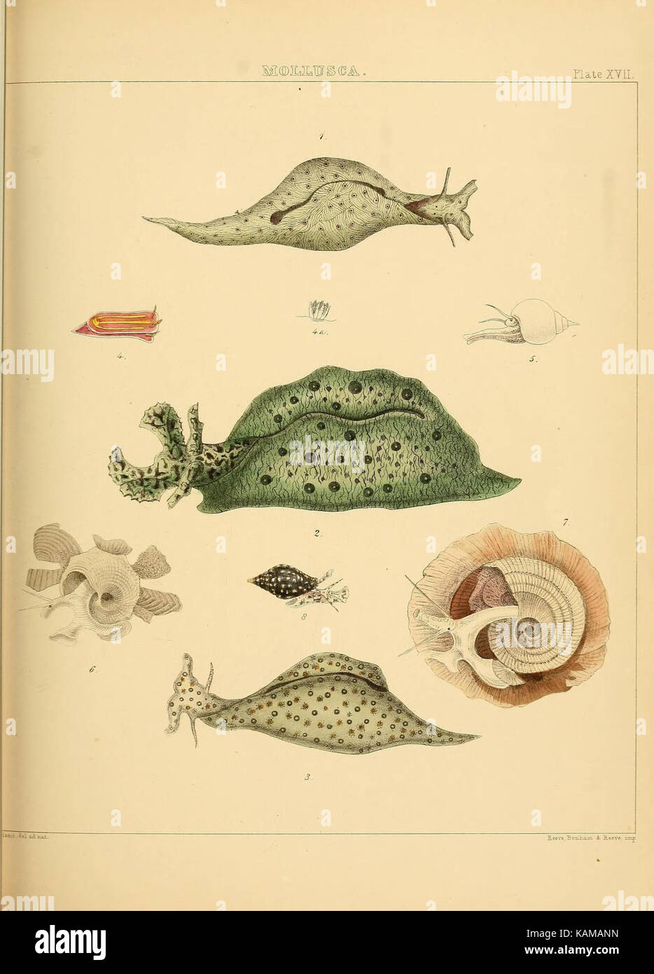 The Zoology of the voyage of H.M.S. Samarang, under the command of ...