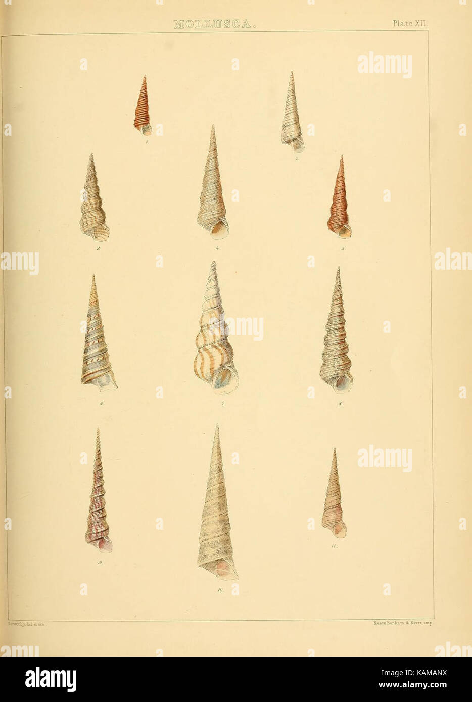 The Zoology of the voyage of H.M.S. Samarang, under the command of ...