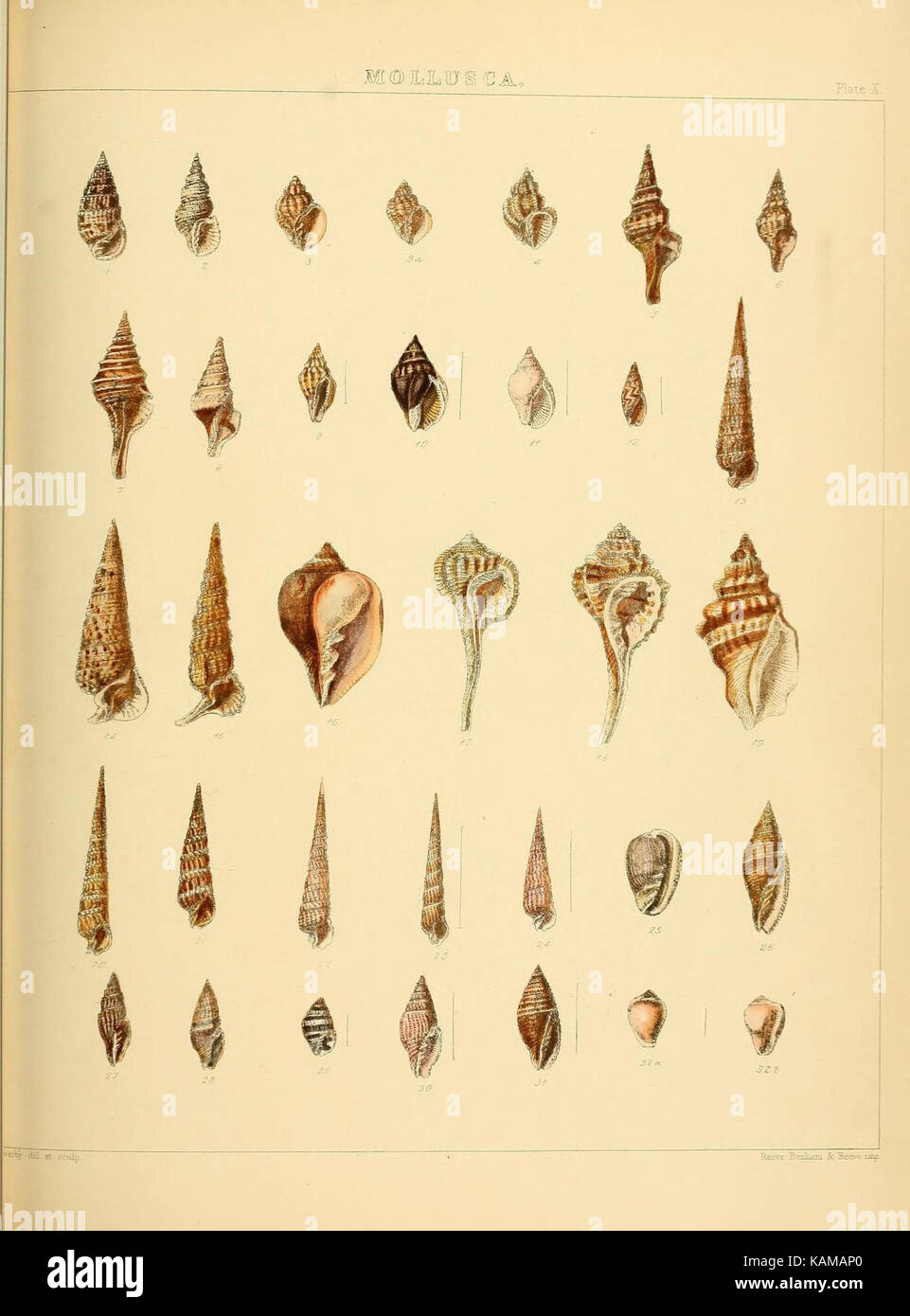 The Zoology of the voyage of H.M.S. Samarang, under the command of ...
