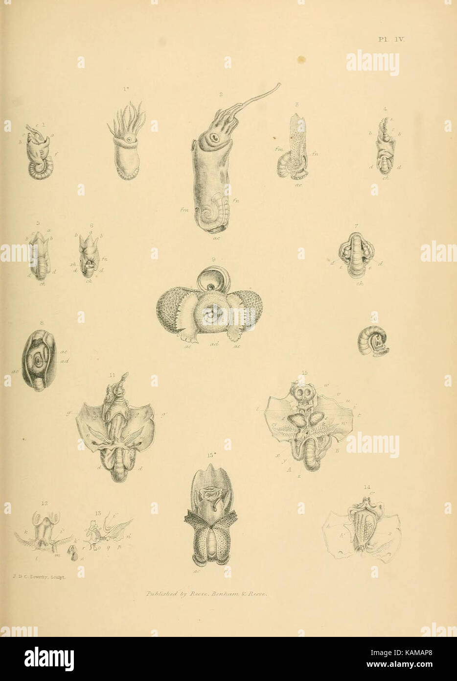 The Zoology of the voyage of H.M.S. Samarang, under the command of ...