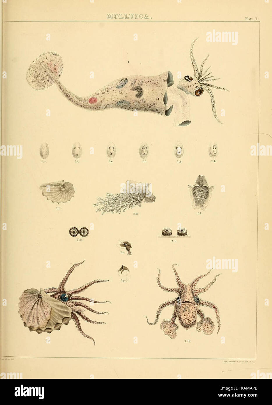 The Zoology of the voyage of H.M.S. Samarang, under the command of ...