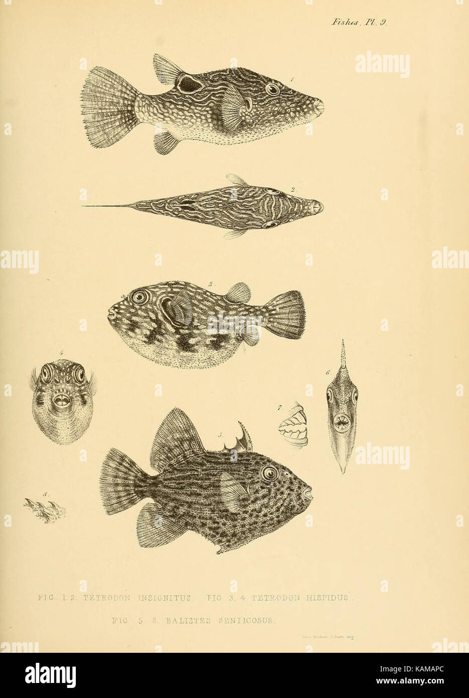 The Zoology of the voyage of H.M.S. Samarang, under the command of ...