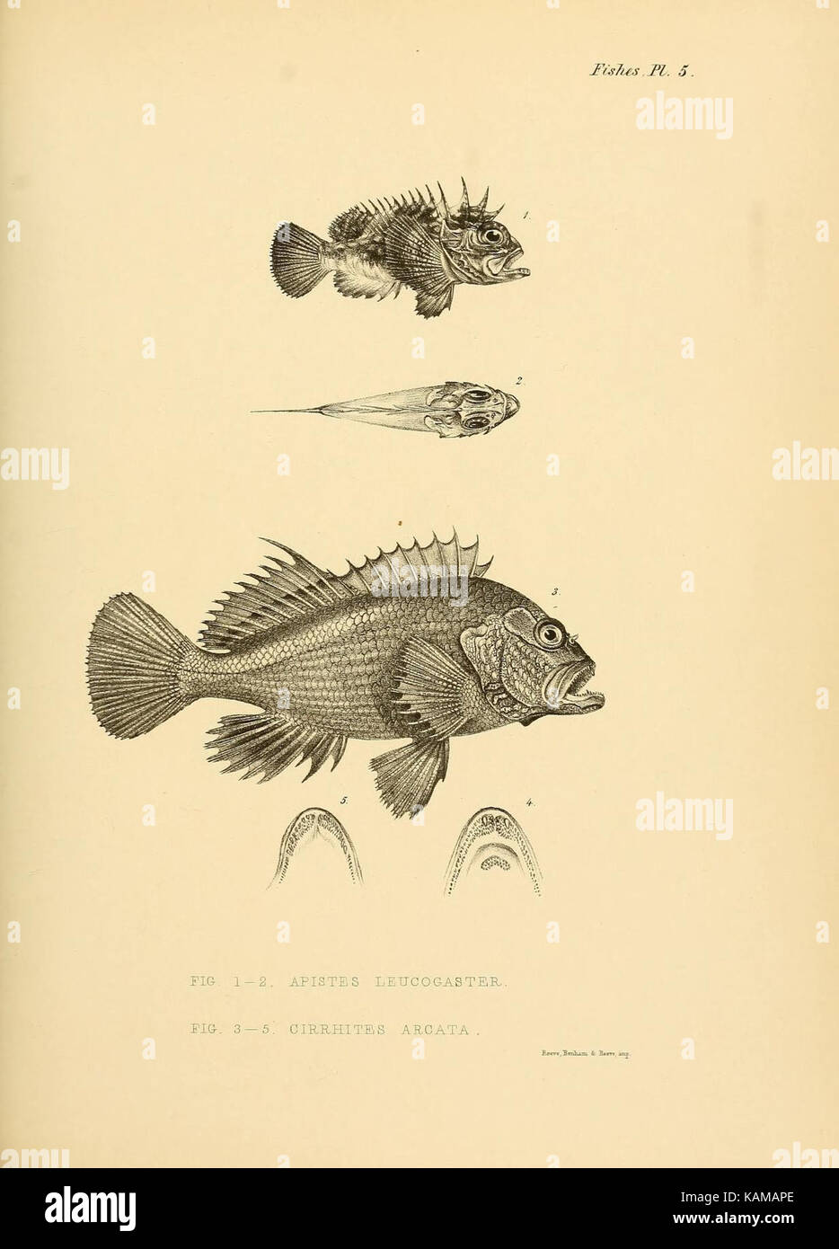 The Zoology of the voyage of H.M.S. Samarang, under the command of ...