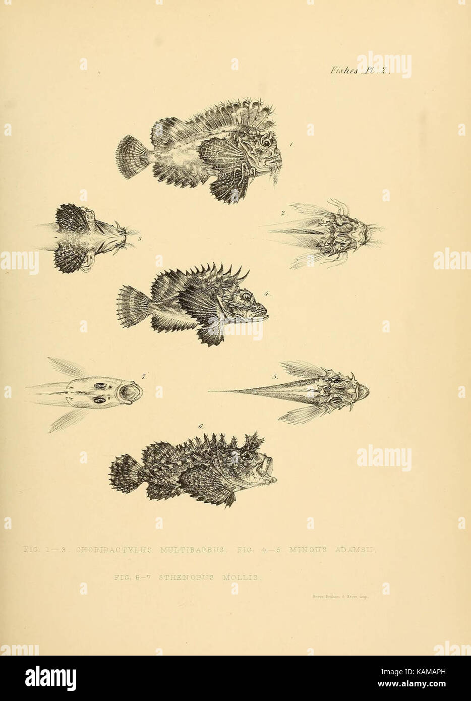 The Zoology of the voyage of H.M.S. Samarang, under the command of ...